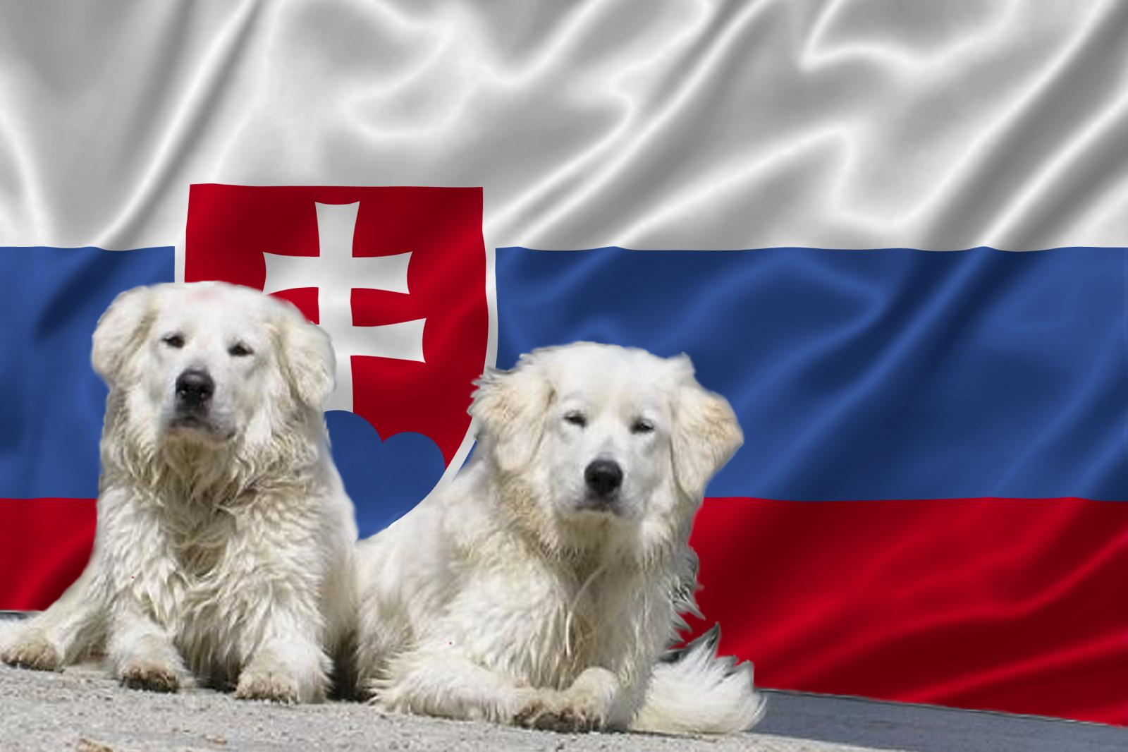 Słowackie psy - Wszystkie 5 ras psów ze Słowacji - Topden.sk