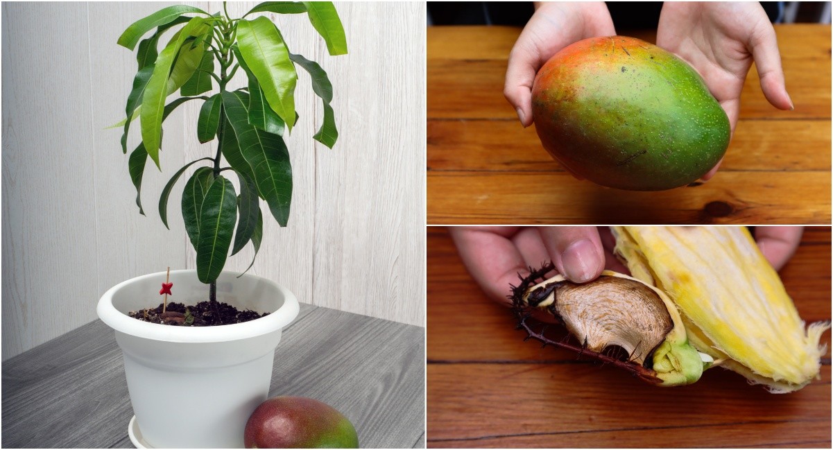 Jak sadzić mango - Topden.sk