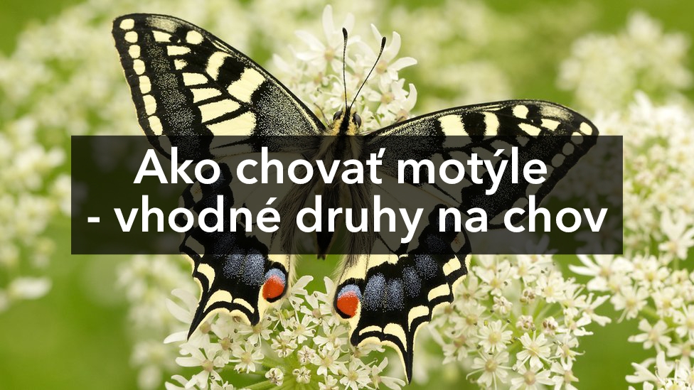 Jak hodować motyle - odpowiednie gatunki do hodowli - Topden.sk