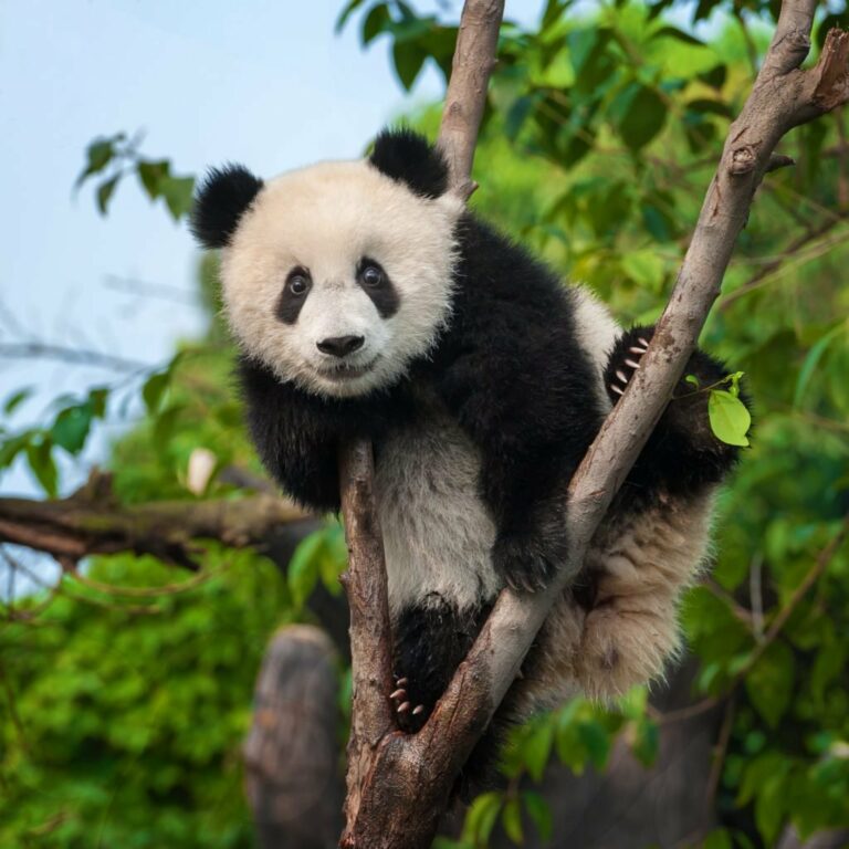 Gdzie mieszka panda: dom pandy wielkiej - Topden.sk